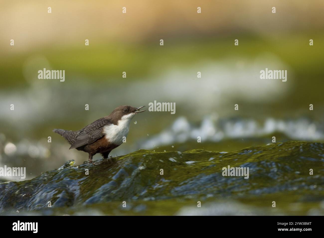 Water ouzel hi-res stock photography and images - Alamy