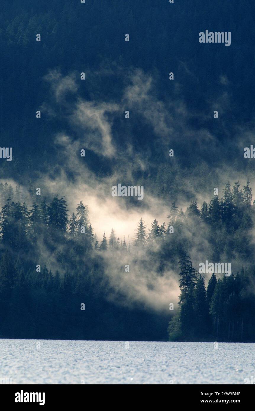 Forest in fog, Lake Quinault, Olympic national park, Washington, USA ...