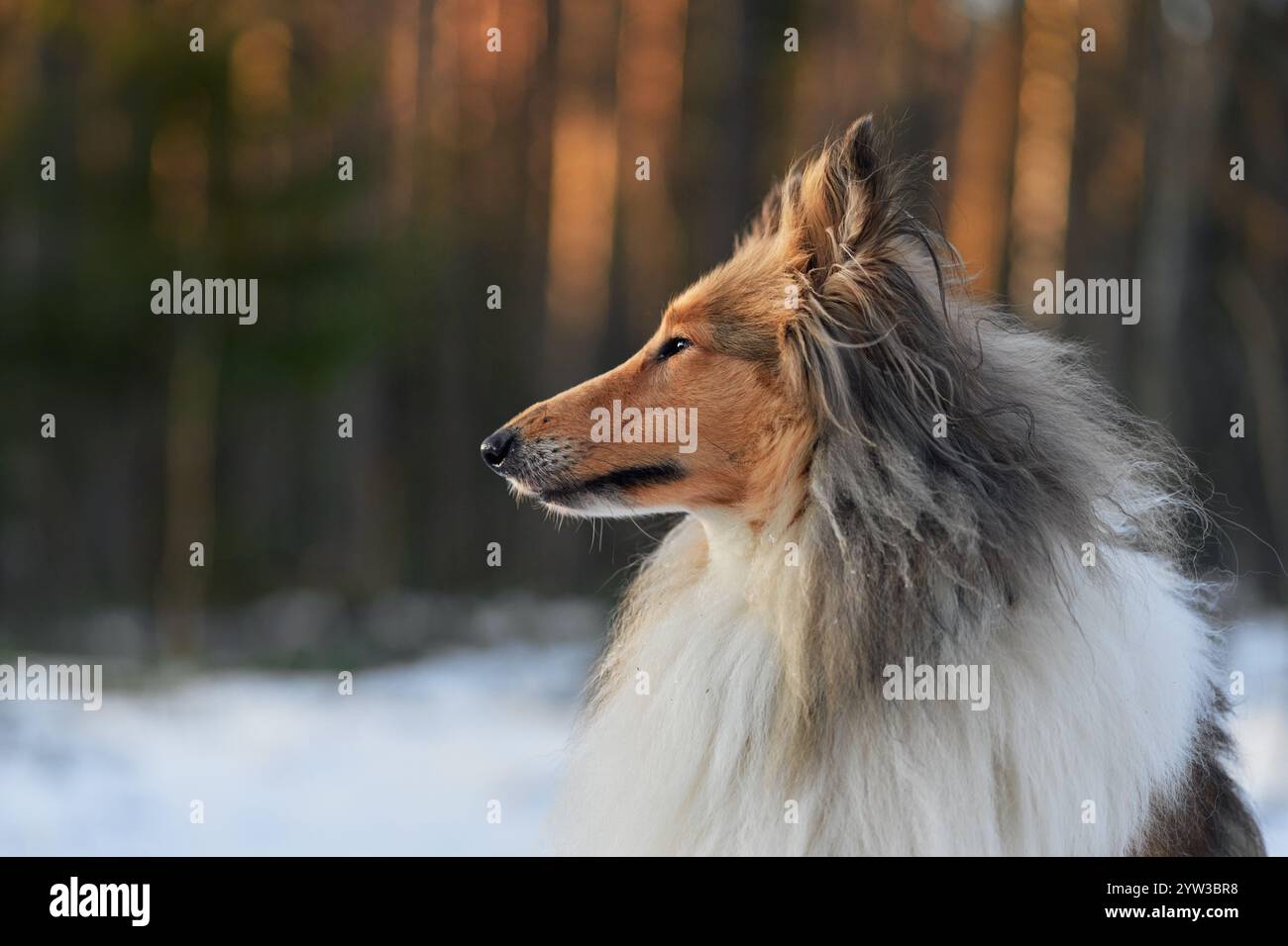 A close-up of a Collie dog in a snowy forest showcases its long, fluffy ...