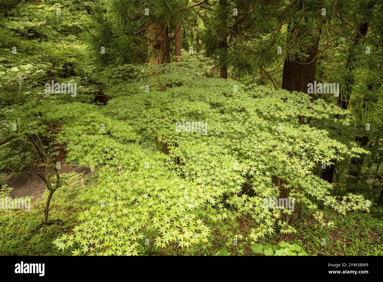 Birds eye maples hi-res stock photography and images - Alamy