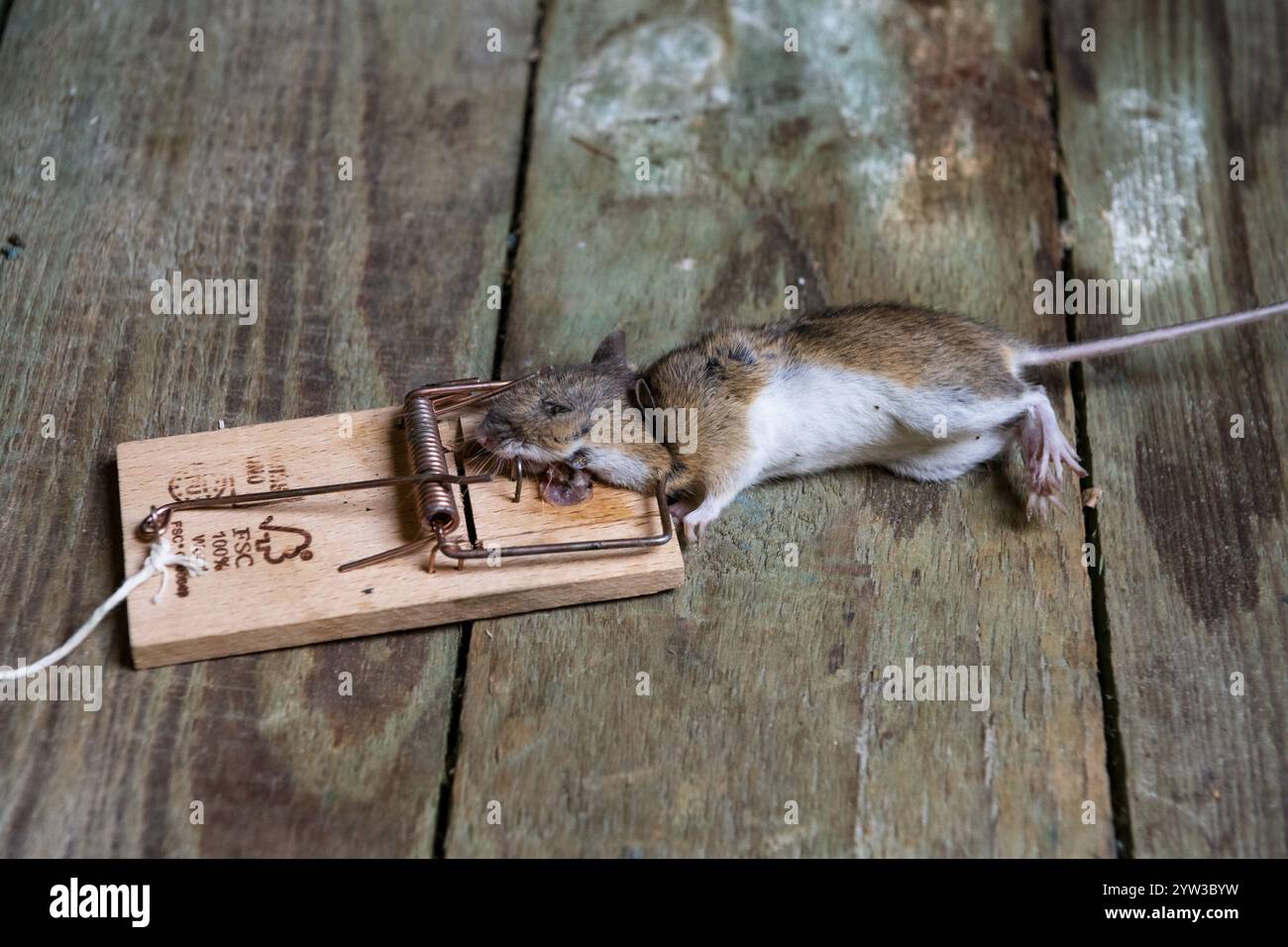 Mouse, house mouse (Mus musculus) in the trap, dead, caught, mousetrap ...