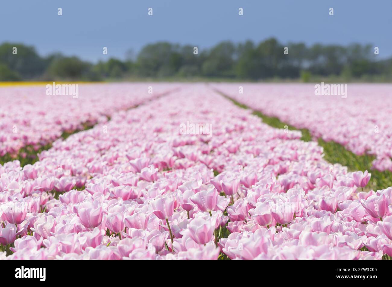 Tulip field, tulip Strawberry Ice, near Lisse, Netherlands Stock Photo ...
