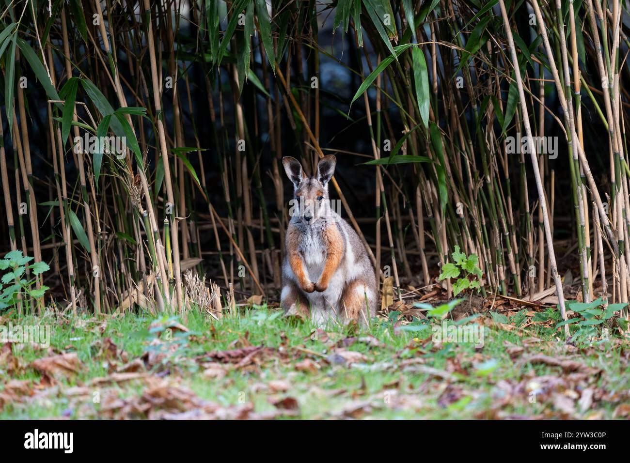 The yellow-footed rock wallaby (Petrogale xanthopus), former name: ring ...