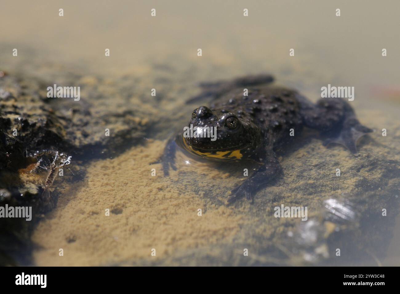 Yellow-bellied toad (Bombina variegata) Rhineland-Palatinate, Germany ...