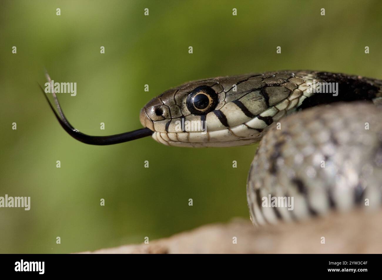 Grass snake (Natrix natrix) Rhineland-Palatinate, Germany, Europe Stock ...