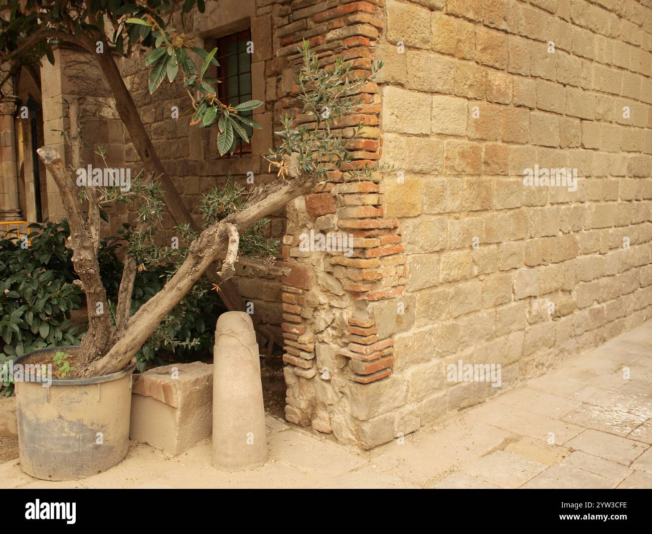 Old stone and brick wall with a potted olive tree next to a weathered ...