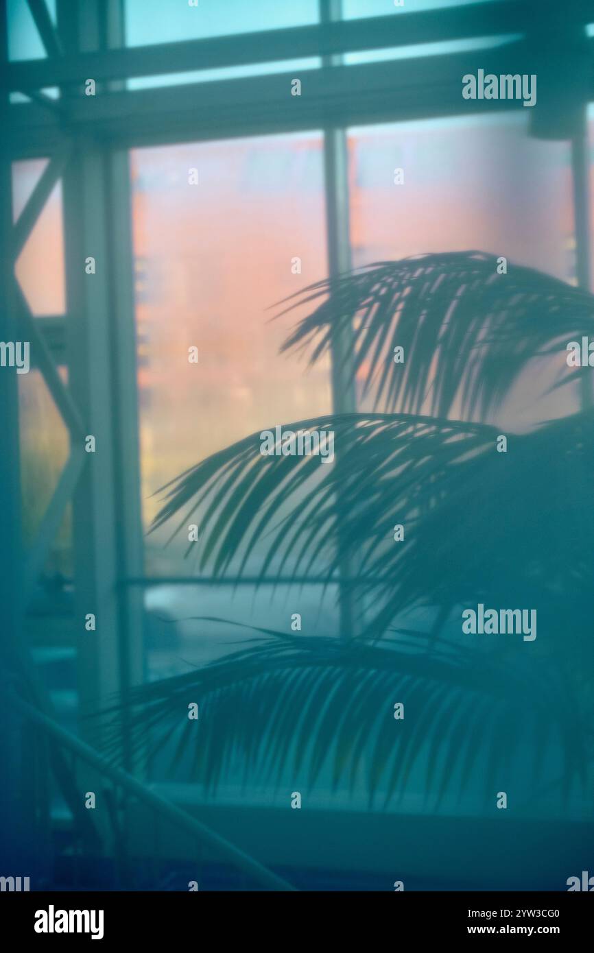 Palm tree silhouette against a blurred backdrop seen through windows ...