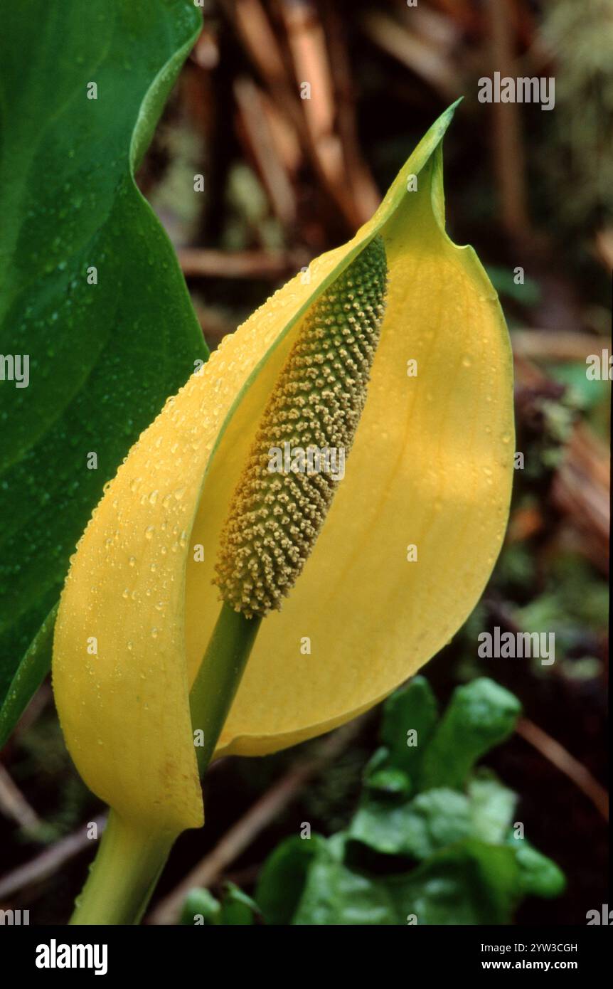 Skunk Cabbage, Olymipc national park, Washington, USA, (Lysichiton ...