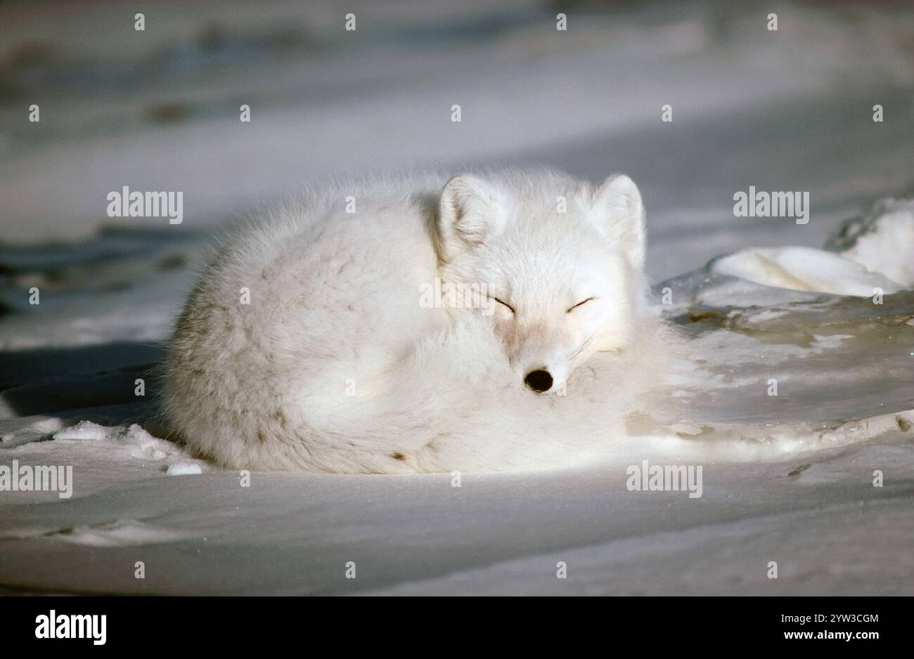 Arctic Fox, sleeping, Brooks Range, Alaska, USA, (Vulpes lagopus ...