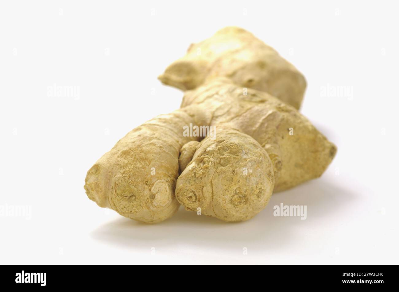 Common Ginger roots, (Zingiber officinale Stock Photo - Alamy