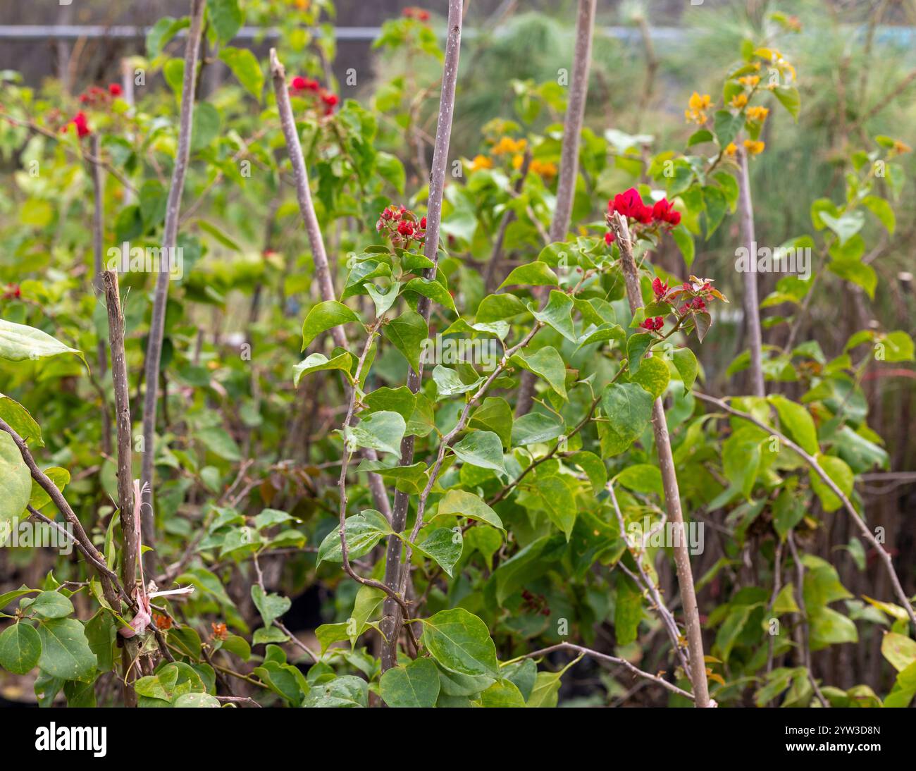 Bougainvillea plants with red flowers and sticks for support. Closeup ...