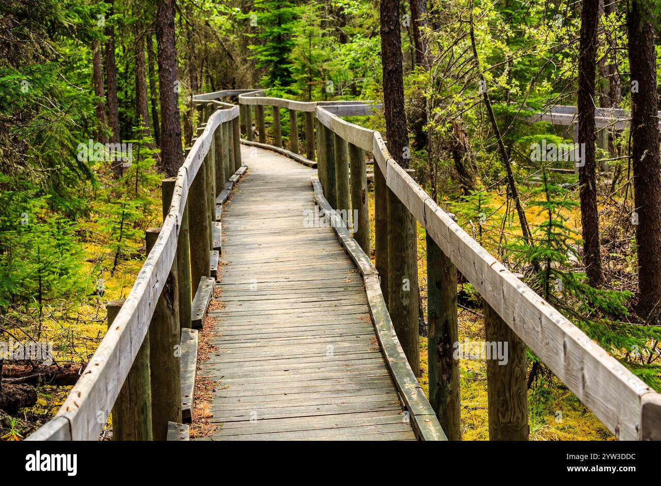 Natural view wooden pathway hi-res stock photography and images - Alamy