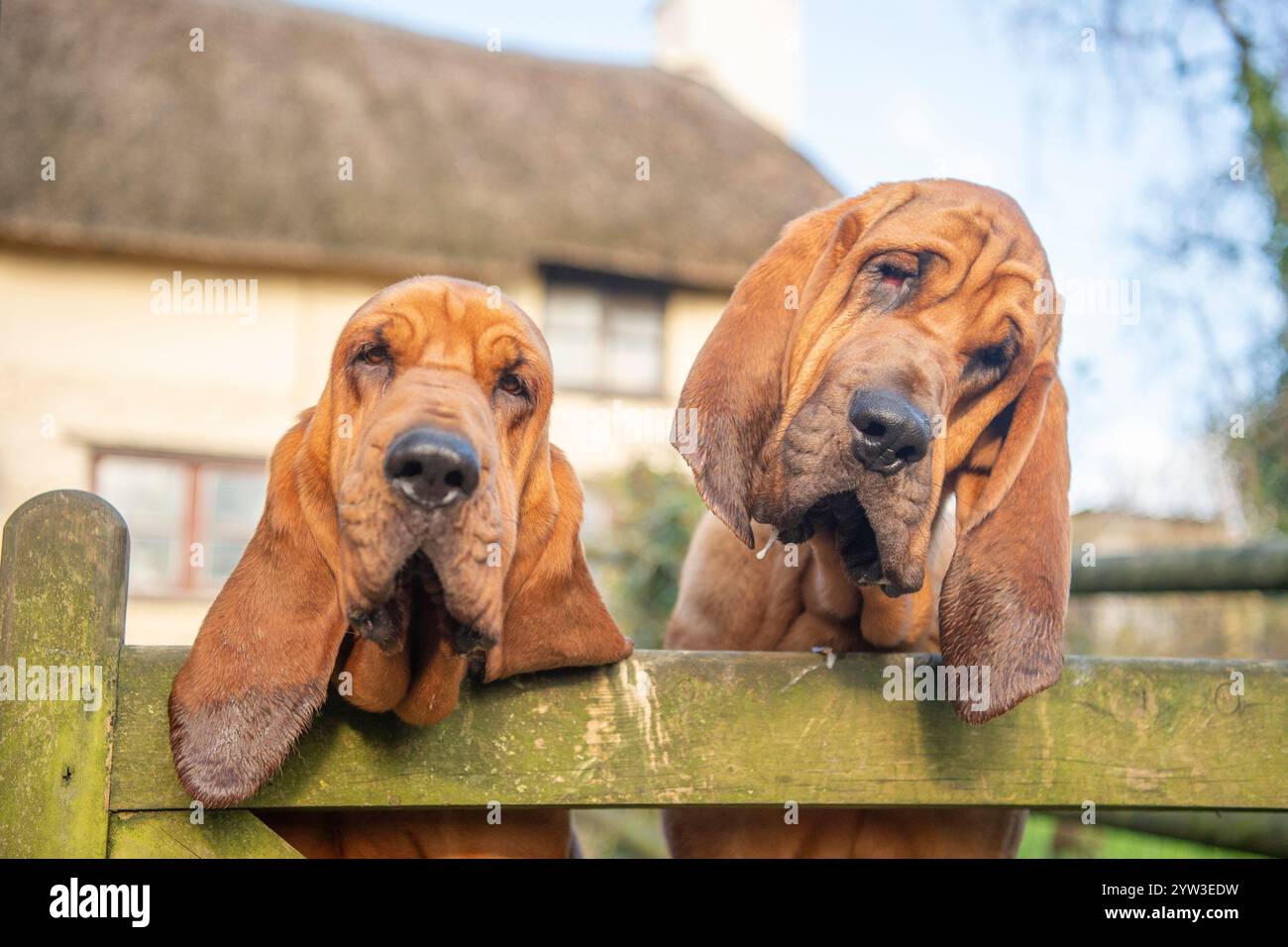two cute bloodhound dogs looking over a gate Stock Photo - Alamy