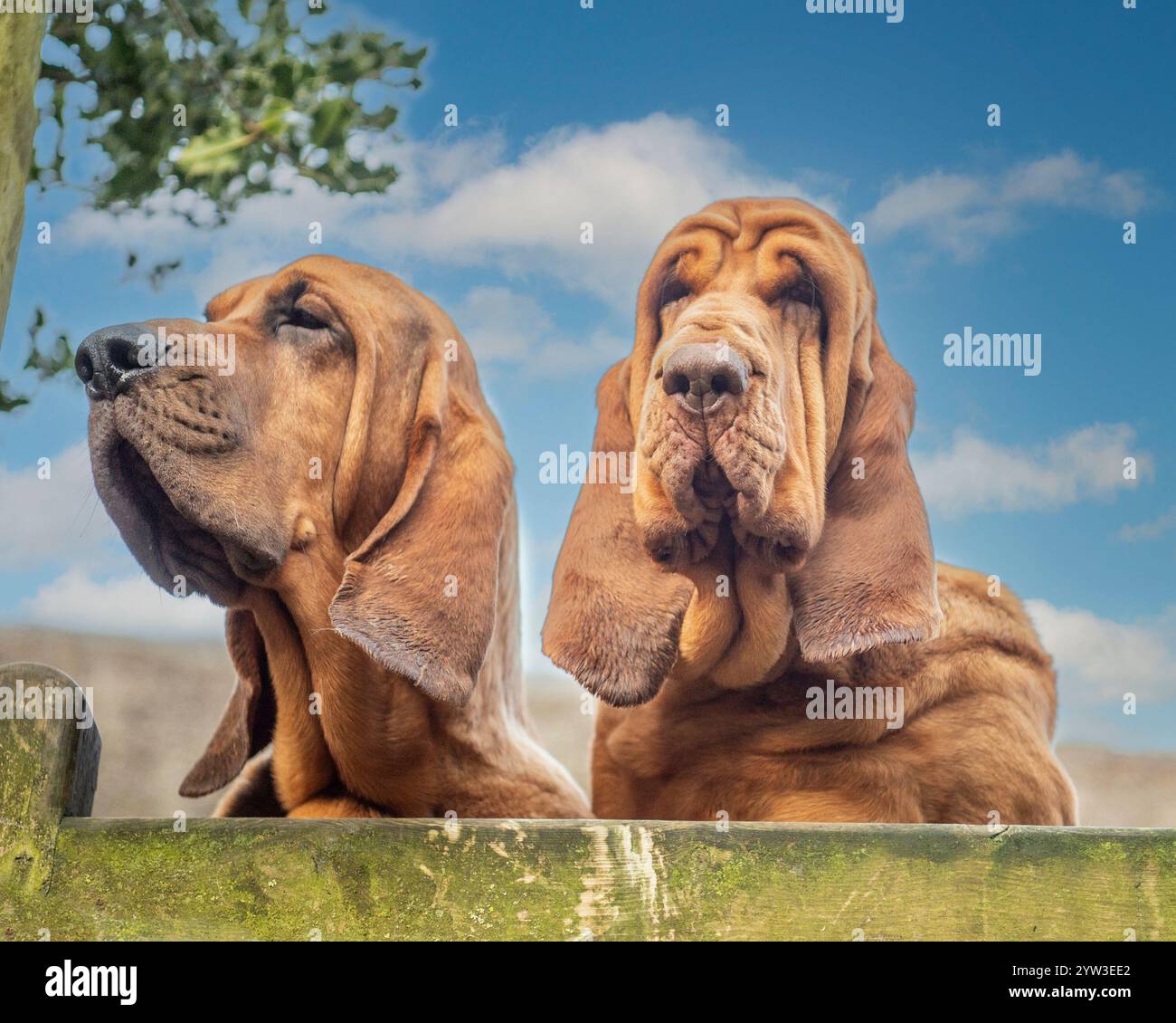 Female blue eye behind hi-res stock photography and images - Alamy