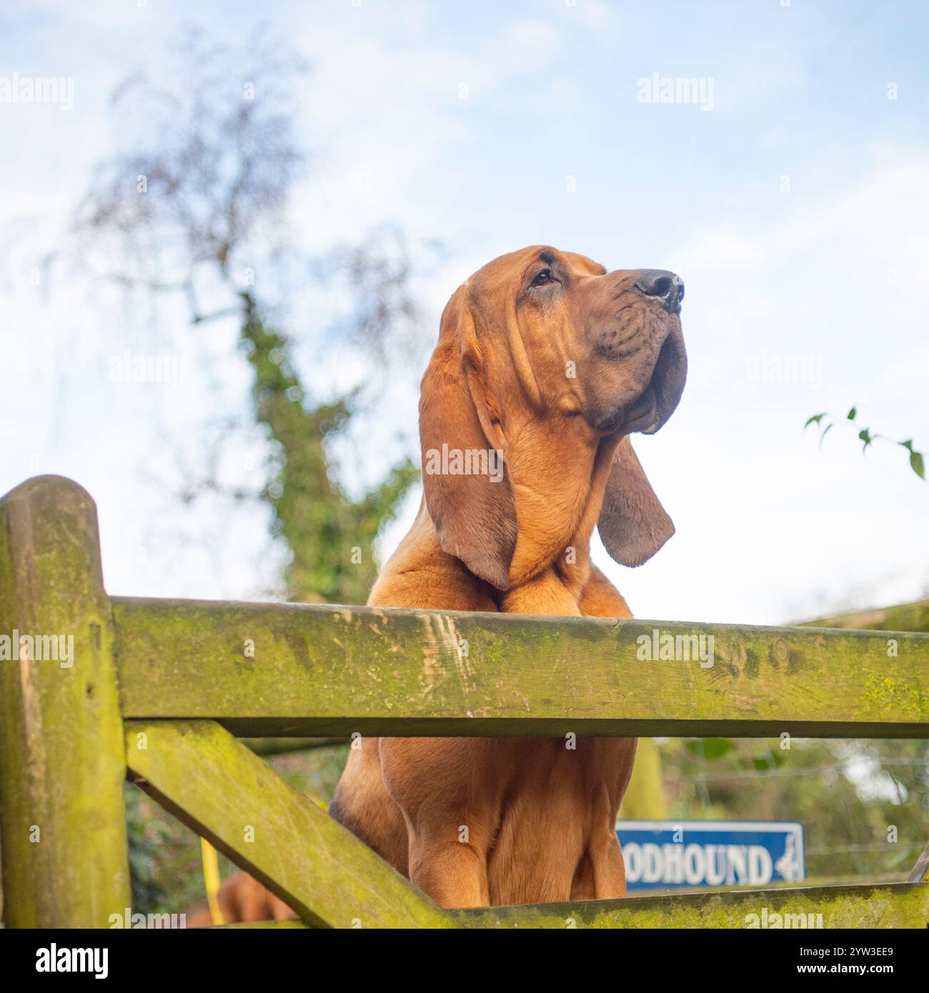Standing dog looking over gate hi-res stock photography and images - Alamy