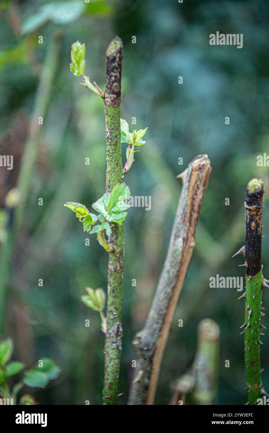 pruned rose stem Stock Photo - Alamy