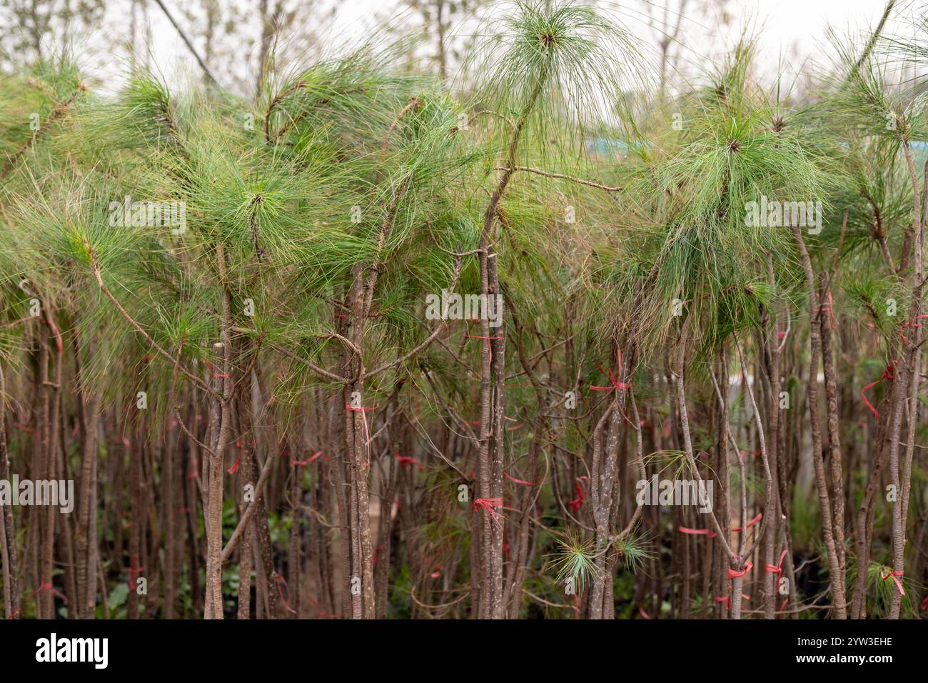 Young casuarina trees in a plant nursery Stock Photo - Alamy