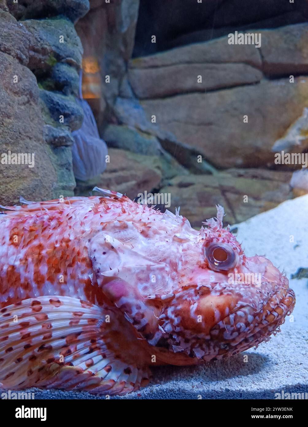 Atlantic scorpion fish hi-res stock photography and images - Alamy