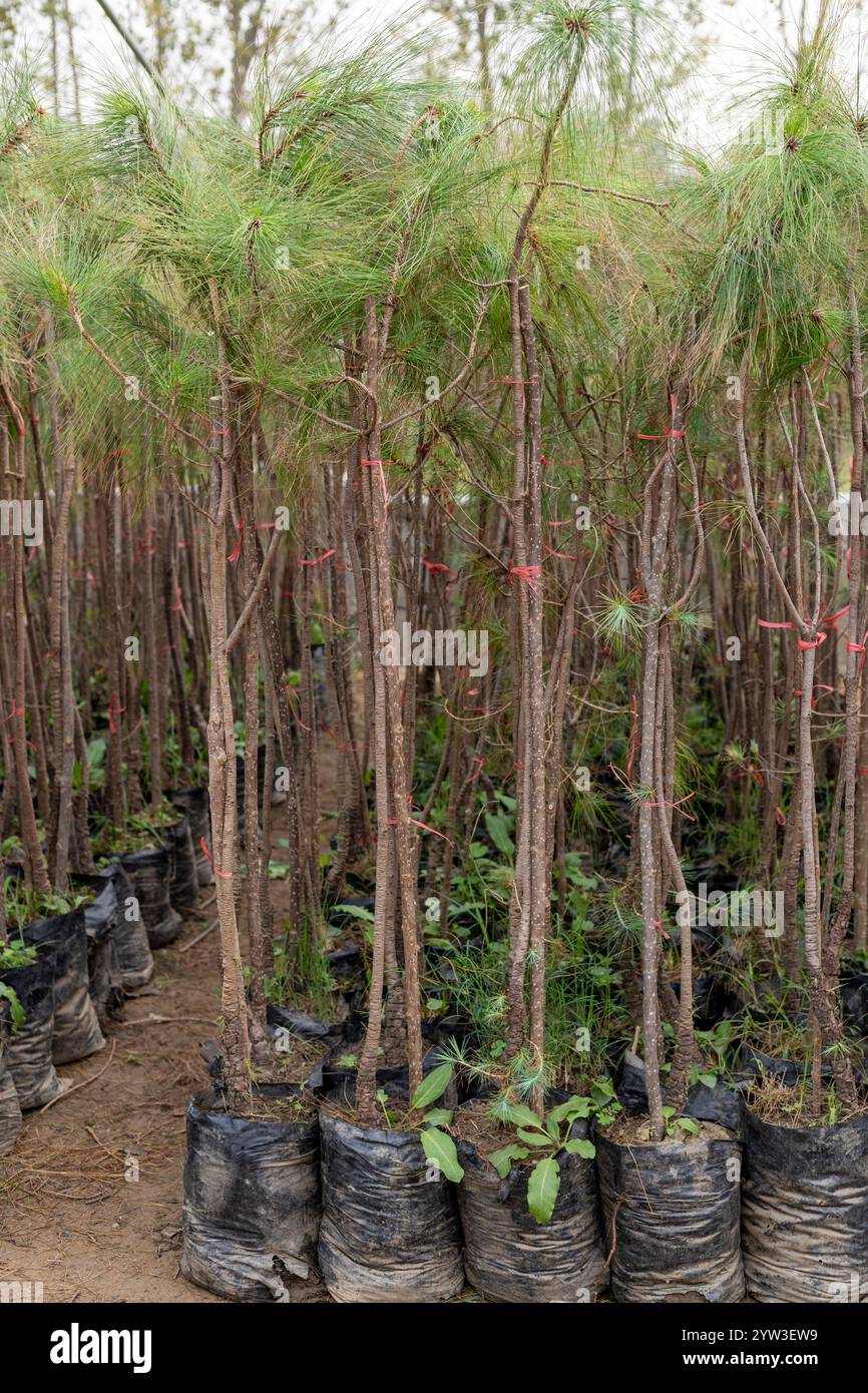Casuarina junghuhniana trees growing in grow bags Stock Photo - Alamy