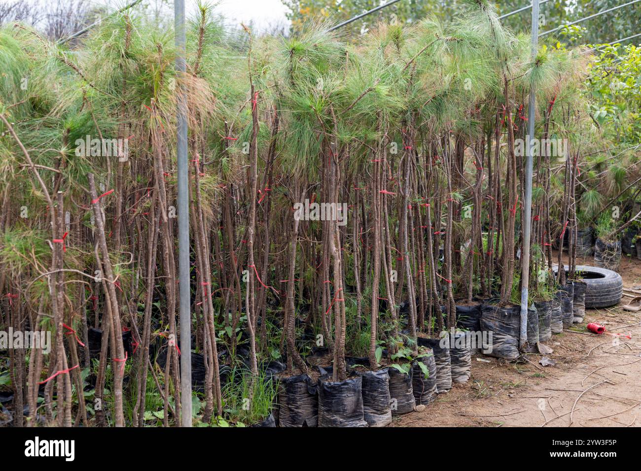 Australian Pine (Casuarina equisetifolia) tree seedlings in nursery Stock Photo - Alamy