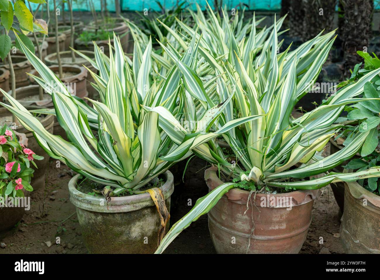 The Furcraea foetida plant features long, variegated, sword-like leaves ...