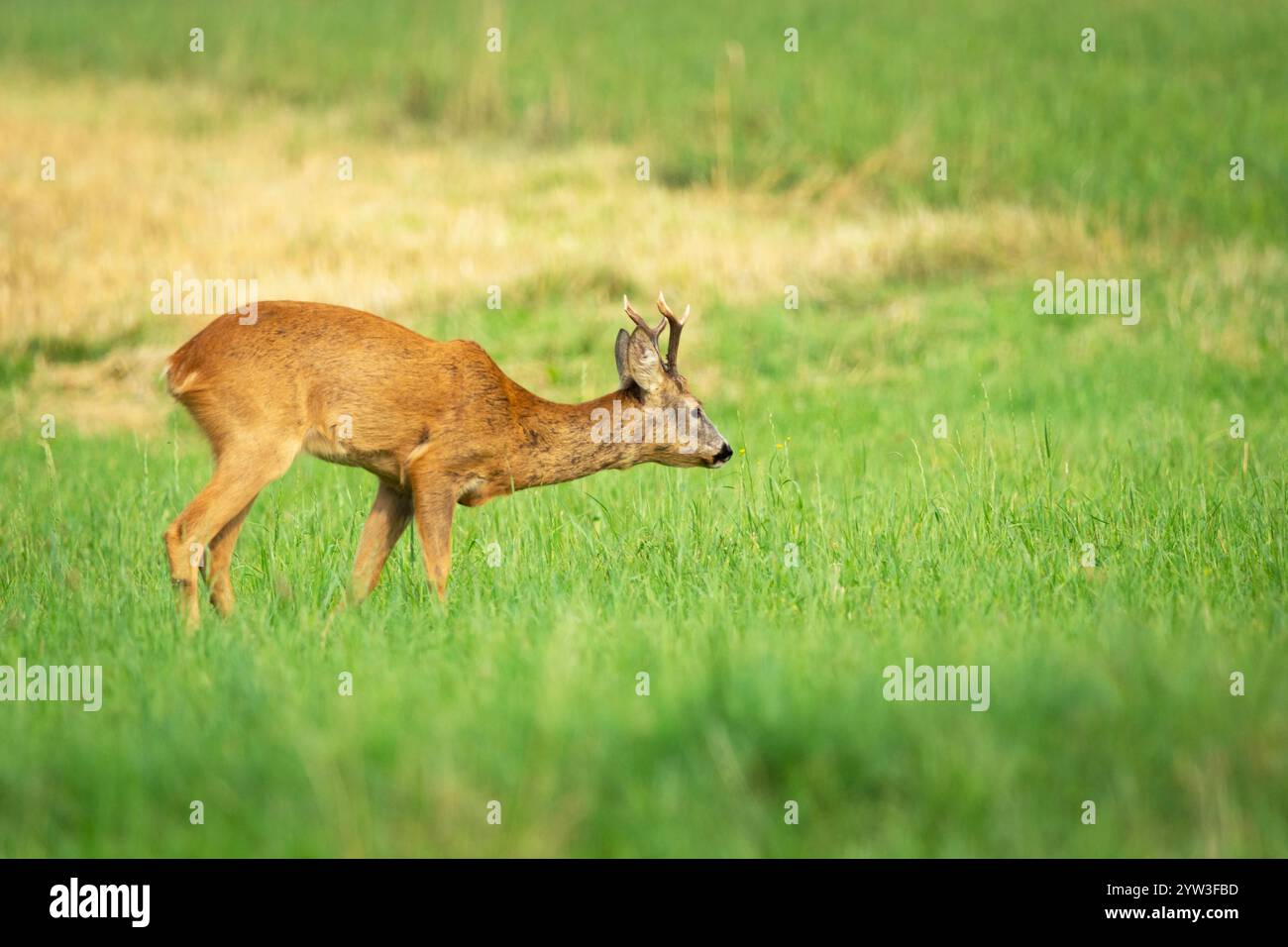 Eastern roe deer hi-res stock photography and images - Alamy