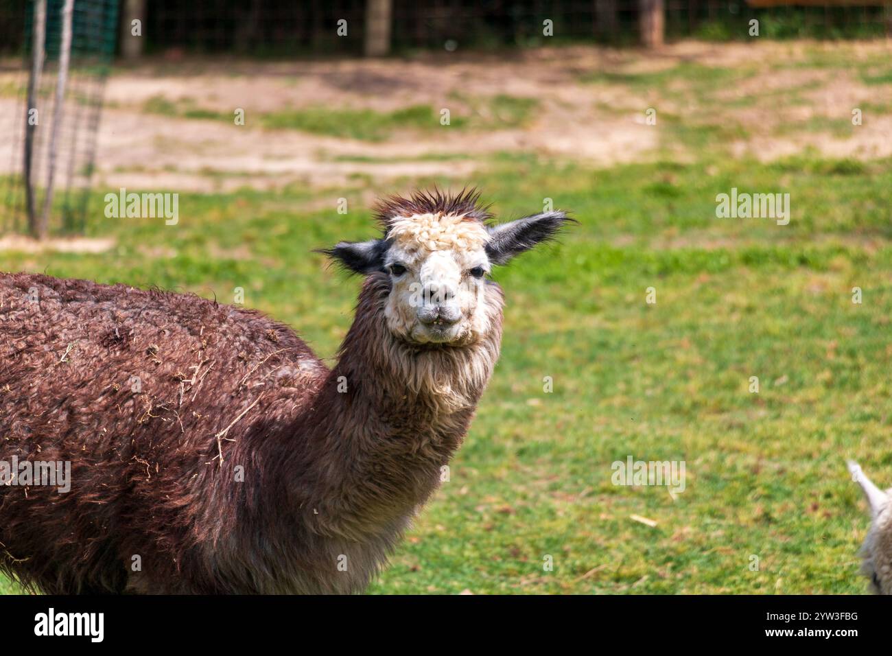 Muzzle and fur hi-res stock photography and images - Alamy