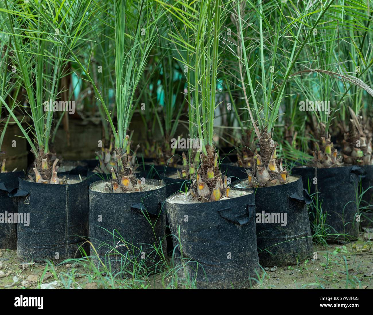 Date palm trees seedlings growing in black nursery grow bags Stock ...