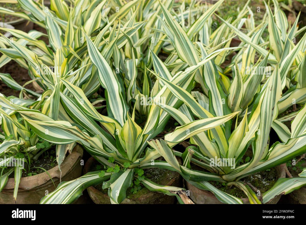 Mauritius hemp plants hi-res stock photography and images - Alamy