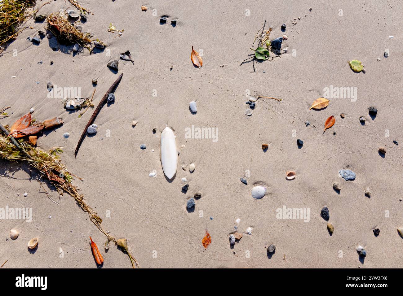 cuttlefish and shells washed up on sand sandy beach, nature natural ...