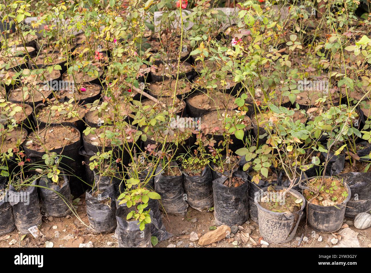 Rose plants saplings roots in hi-res stock photography and images - Alamy
