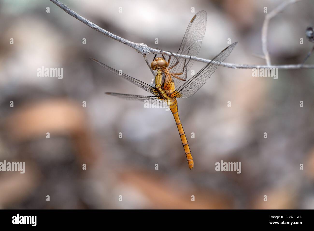 dragonfly, golden brown, insect hanging on stick twig, natural habitat ...