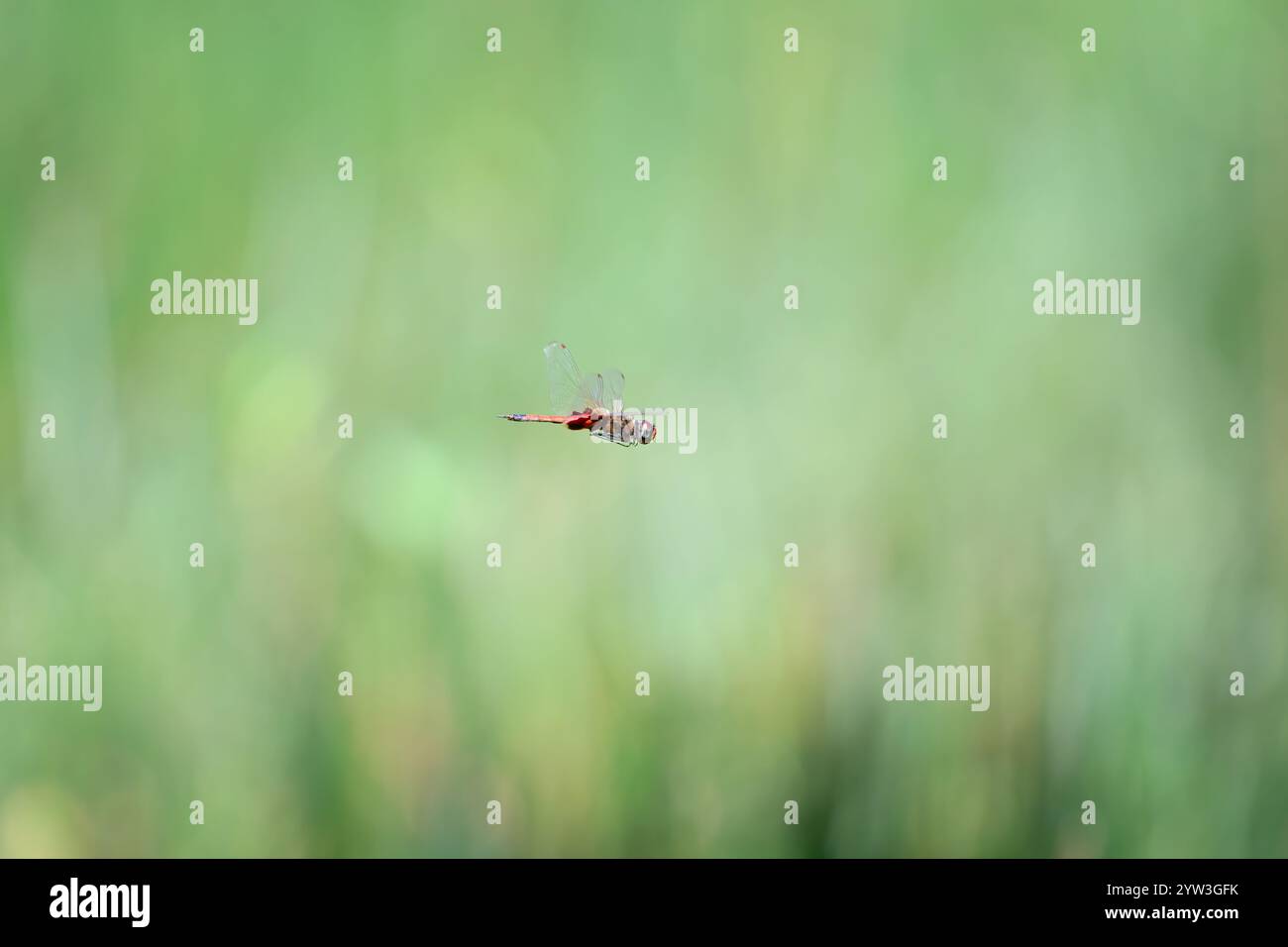 red dragonfly flying, in flight, green background, isolated single ...
