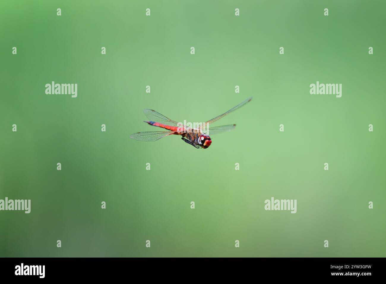 red dragonfly flying, in flight, green background, isolated single, macro detail close closeup ...