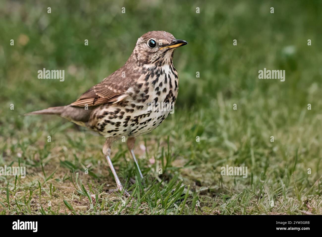 Fieldfare flock hi-res stock photography and images - Alamy