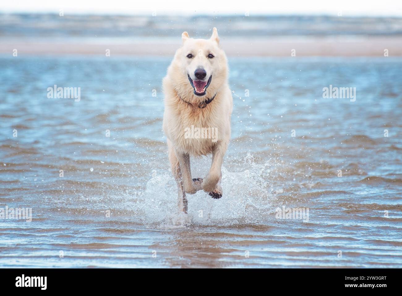 Swiss Shepherd dog running toward camera through ocean at beach Stock ...