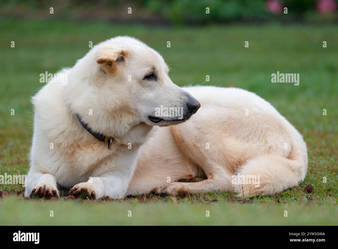 Sitting white swiss shepherd hi-res stock photography and images - Alamy