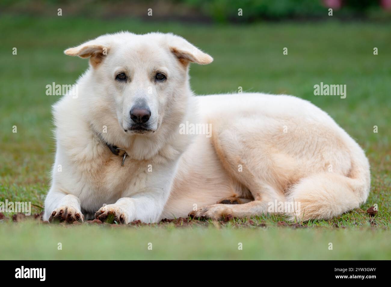 Dogs family on grass hi-res stock photography and images - Alamy