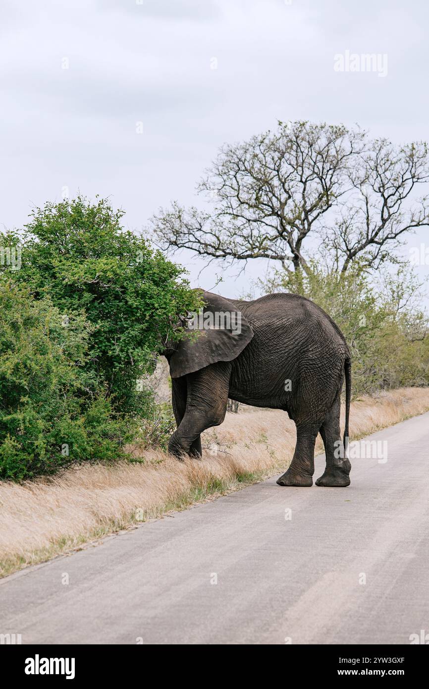 African elephant standing on side of road and eats leaves, hiding his ...