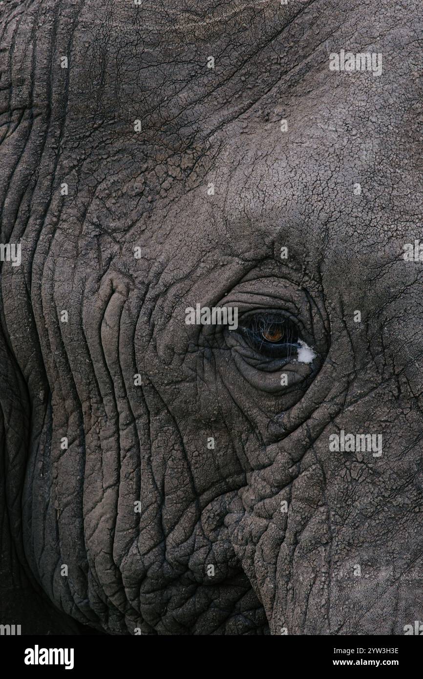 Sick elephant, eye close-up, inflammatory disease conjunctivitis, foam ...