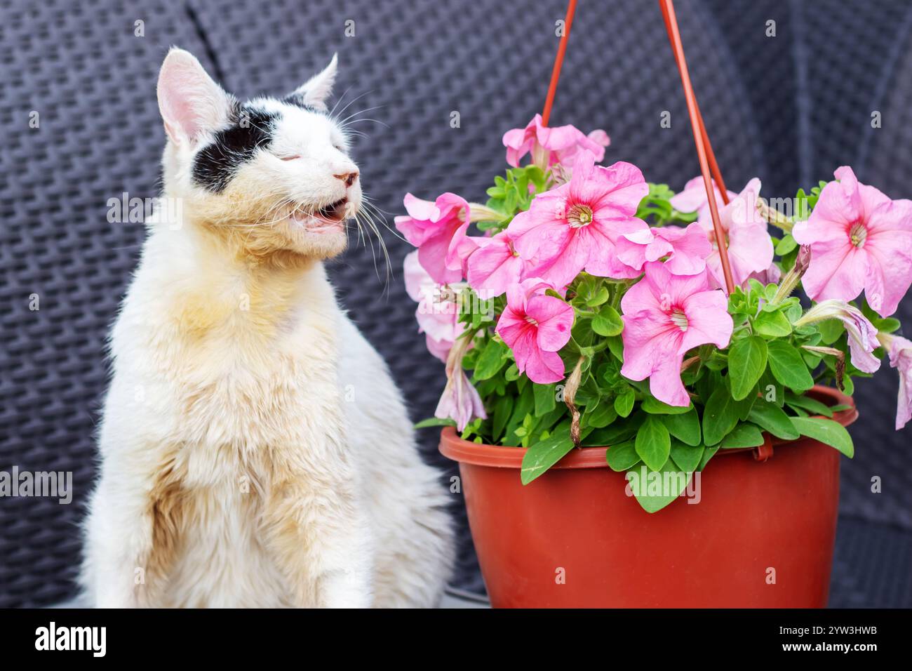 A feline creature known as a cat is seated beside a flowerfilled plant ...