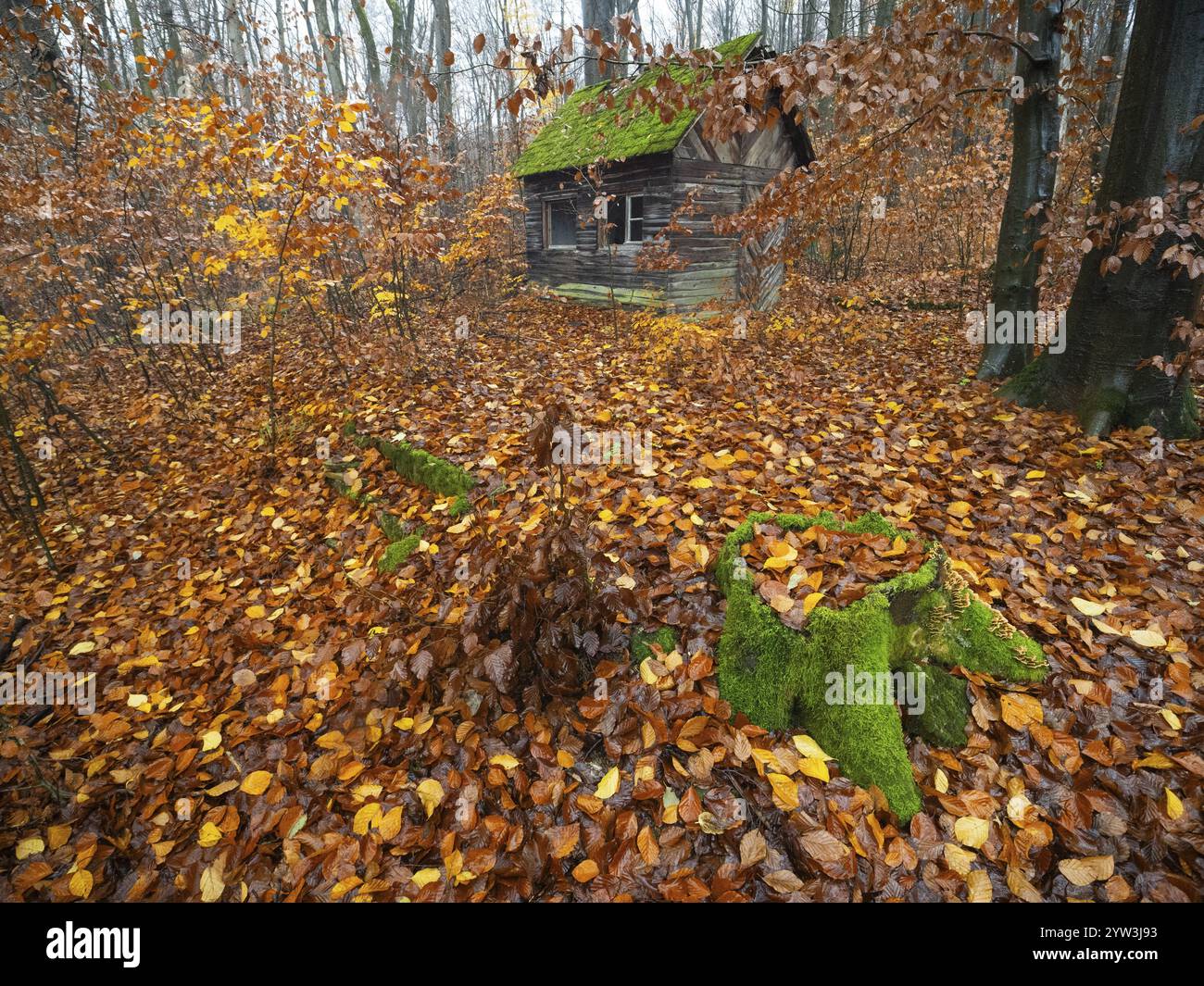Hunter's hut, old dilapidated wooden hut with roof covered with moss ...