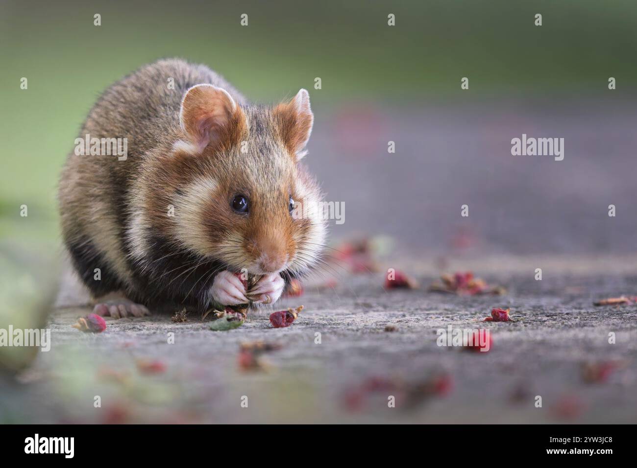 Field hamster (Cricetus cricetus) European hamster, rodent, crepuscular ...