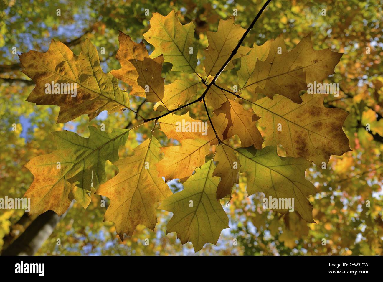 Red oak (Quercus rubra), branch with autumn leaves against the light ...