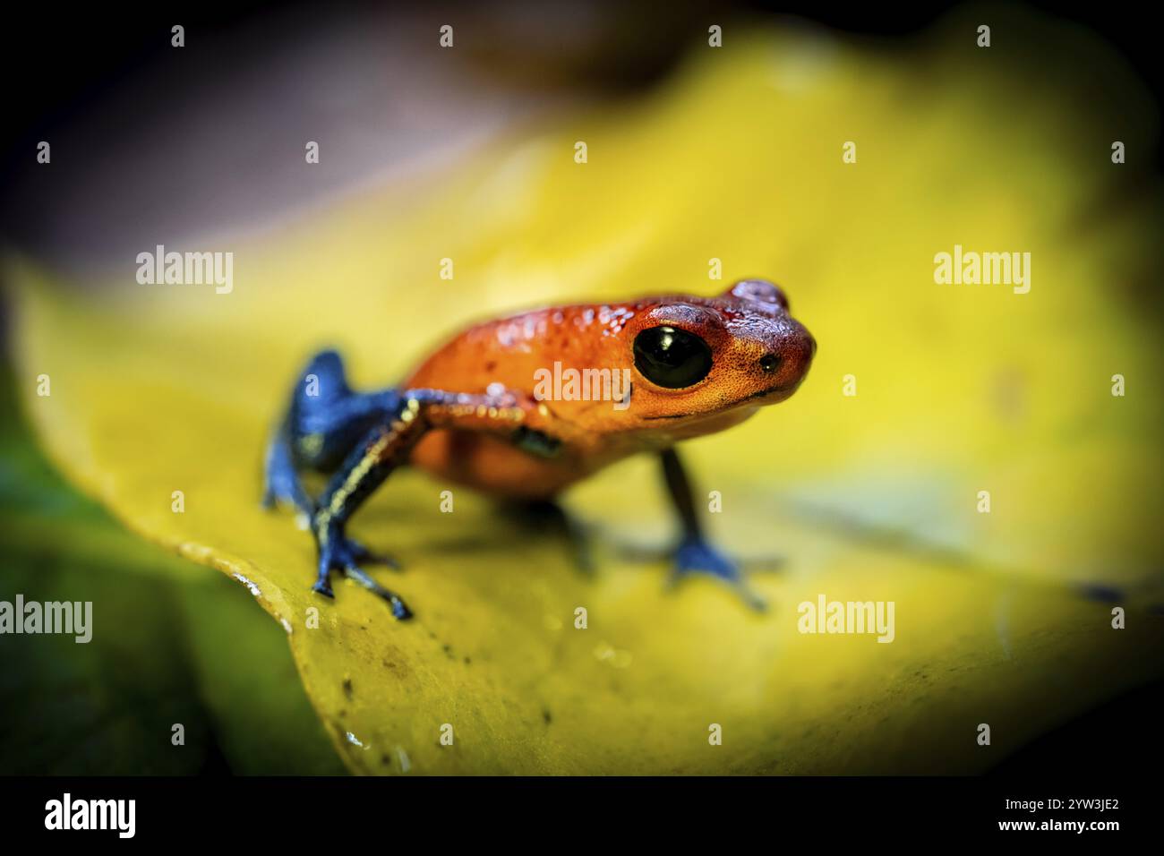 Strawberry frog (Oophaga pumilio) sitting on a yellow leaf, Heredia ...
