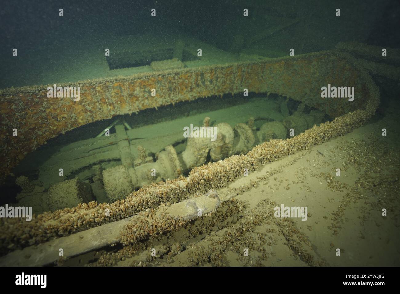 Rusty, with mussels, Quagga triangle mussel (Dreissena rostriformis ...