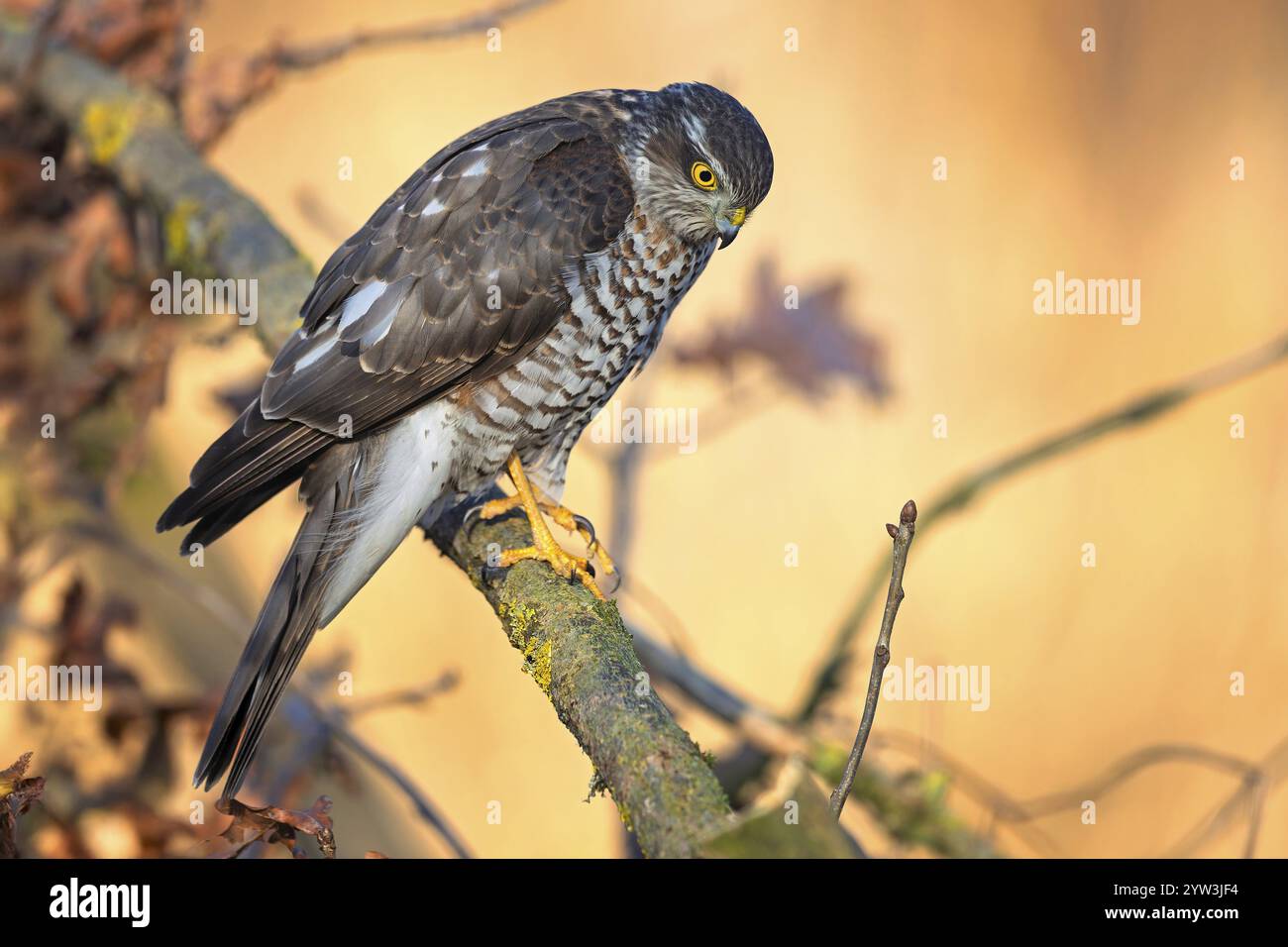 Sparrowhawk (Accipiter nisus) male hunting at sunrise, lying in wait ...