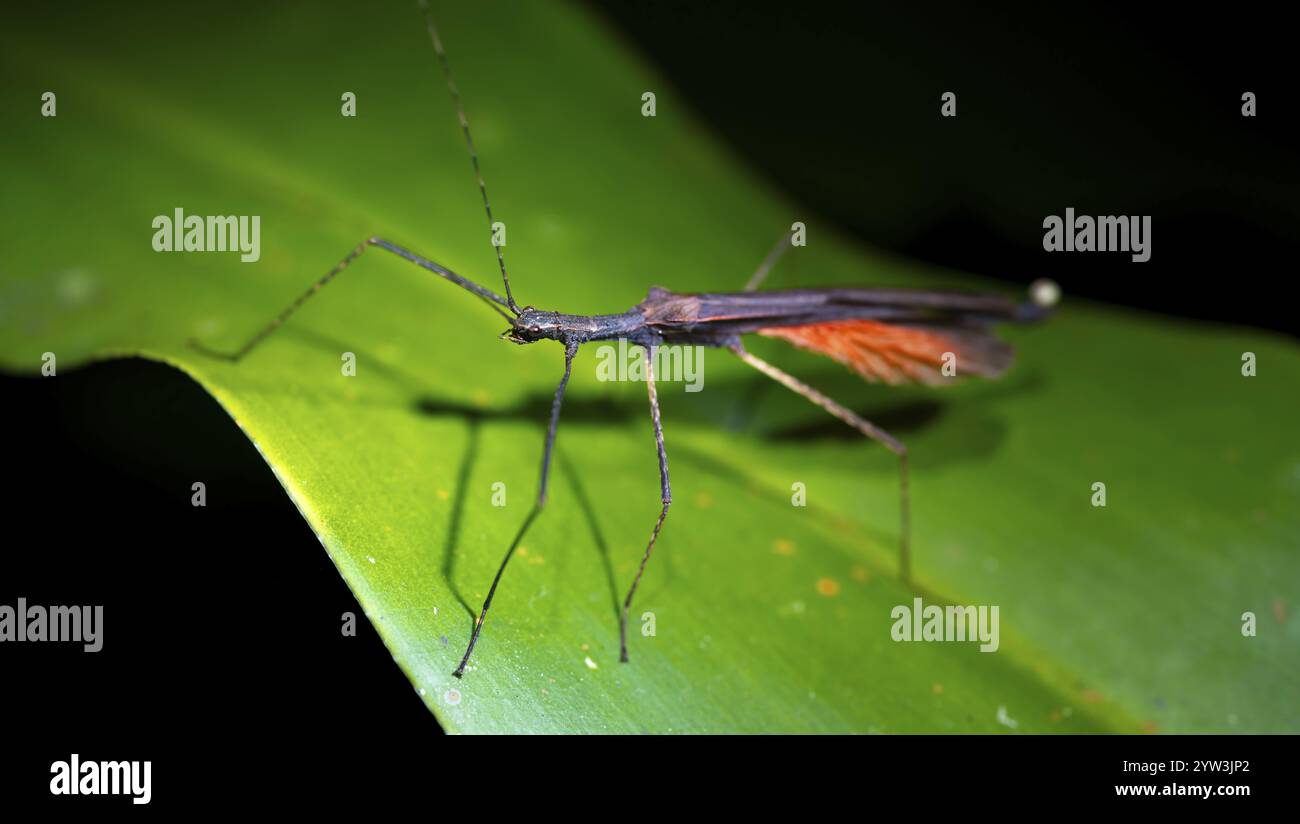 Leaf grasshopper on leaf night hi-res stock photography and images - Alamy