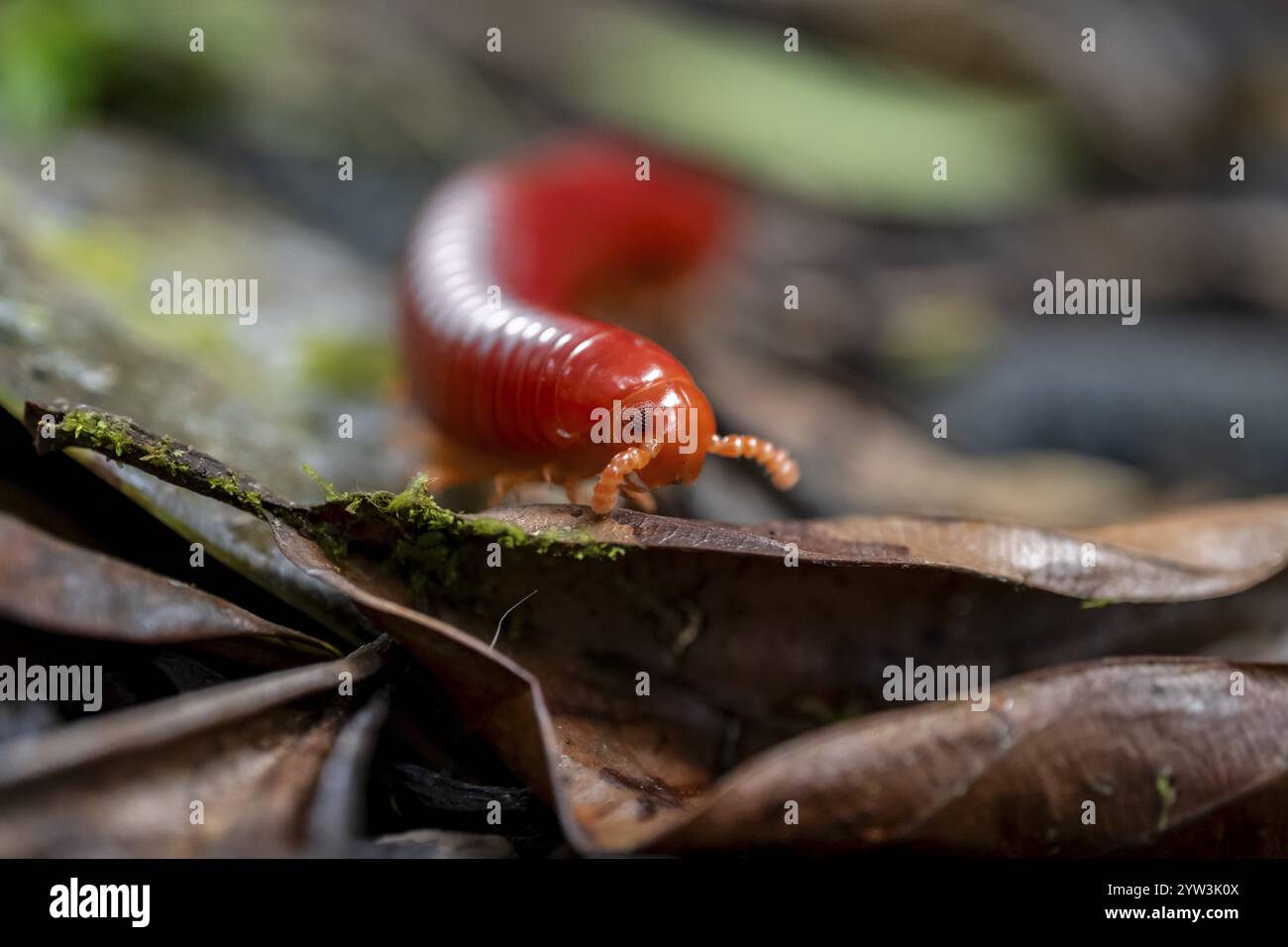 Red millipede hi-res stock photography and images - Alamy