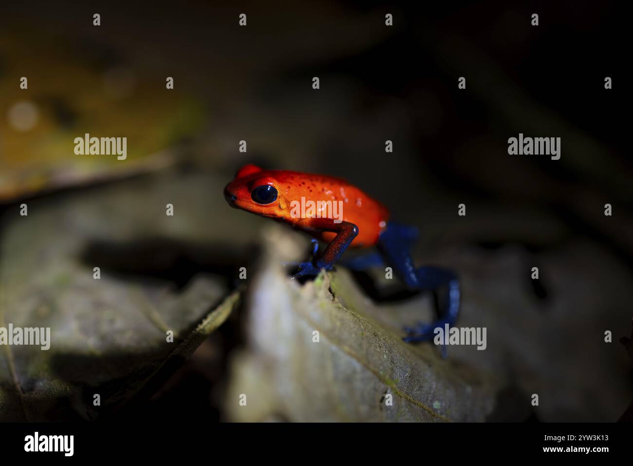 Strawberry frog (Oophaga pumilio) sitting on a yellow leaf, tropical ...